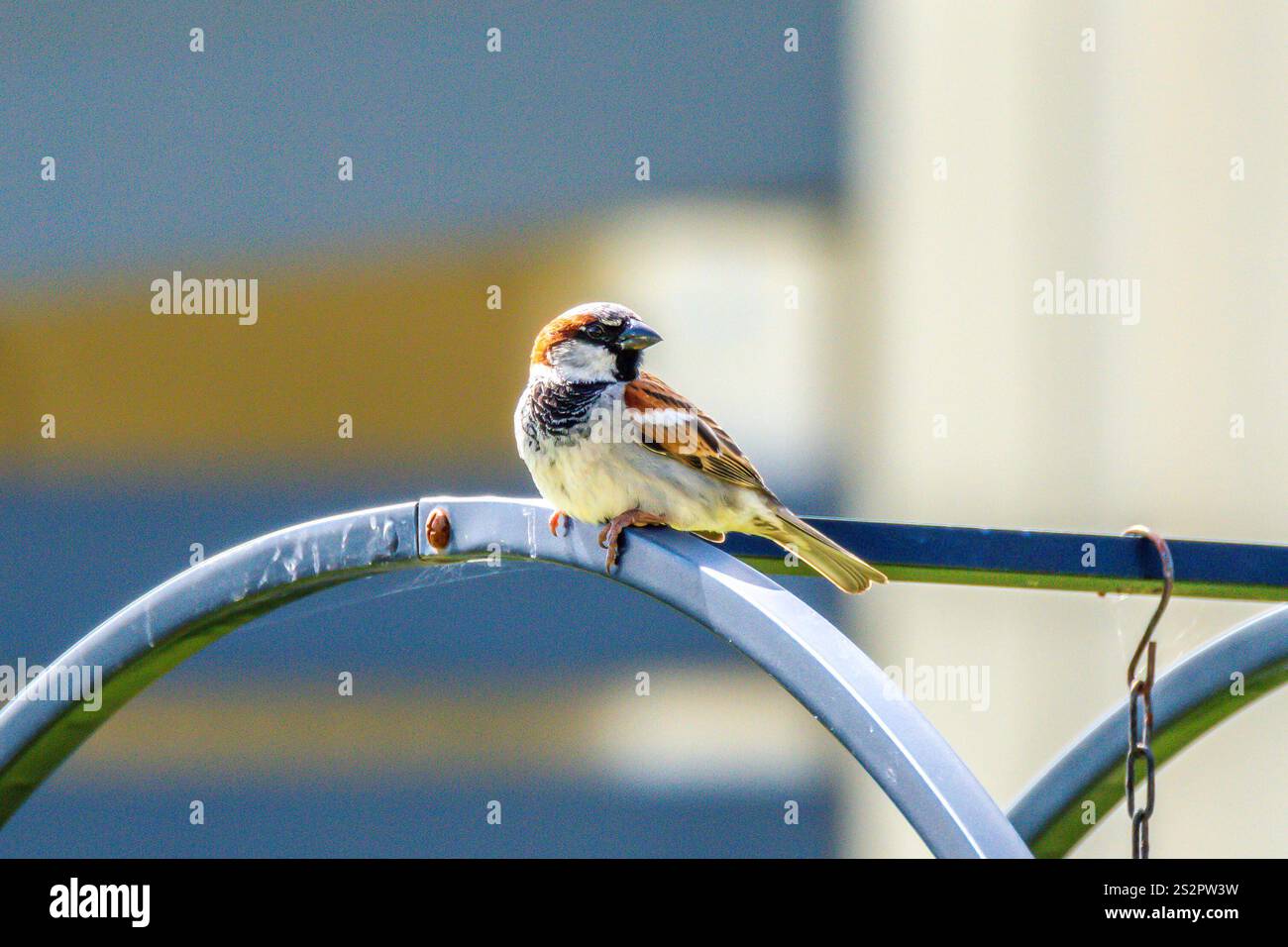 House sparrow - the males have a grey cap and black bib whilst the ...
