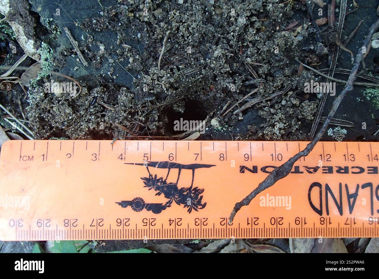 Blue Mountains Funnel-web Spider (Hadronyche versuta Stock Photo - Alamy