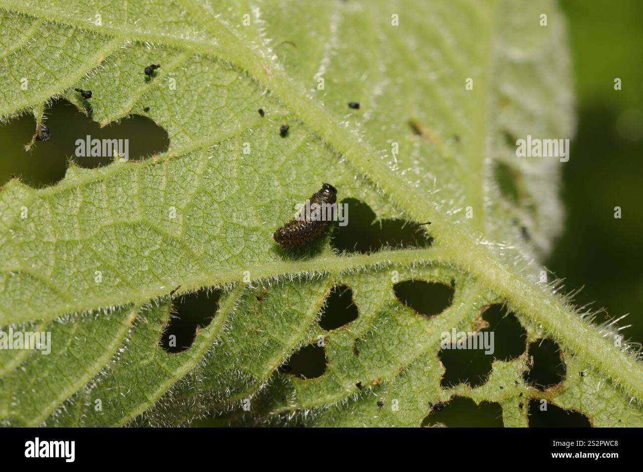 Tumidulus hi-res stock photography and images - Alamy