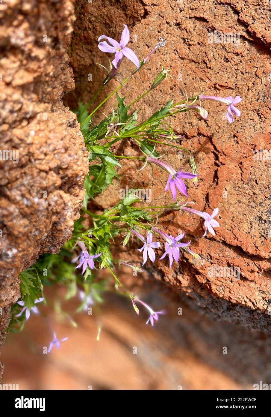Rock Isotome (Lithotoma petraea Stock Photo - Alamy