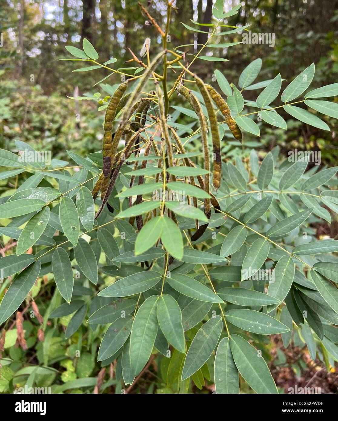American senna (Senna hebecarpa Stock Photo - Alamy