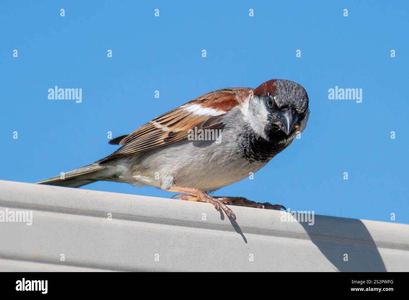 House sparrow - the males have a grey cap and black bib whilst the ...