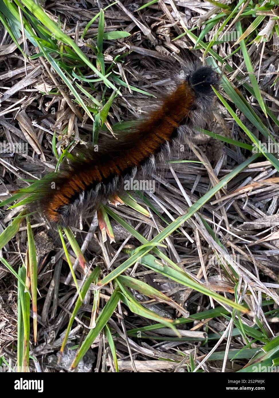 Fox Moth (Macrothylacia rubi Stock Photo - Alamy