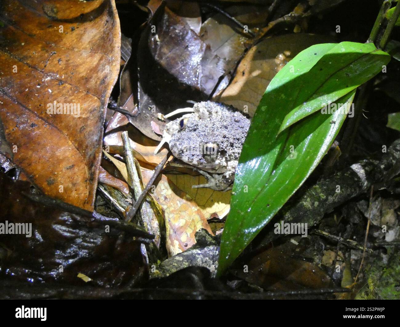Common Big-headed Frog (Oreobates quixensis Stock Photo - Alamy