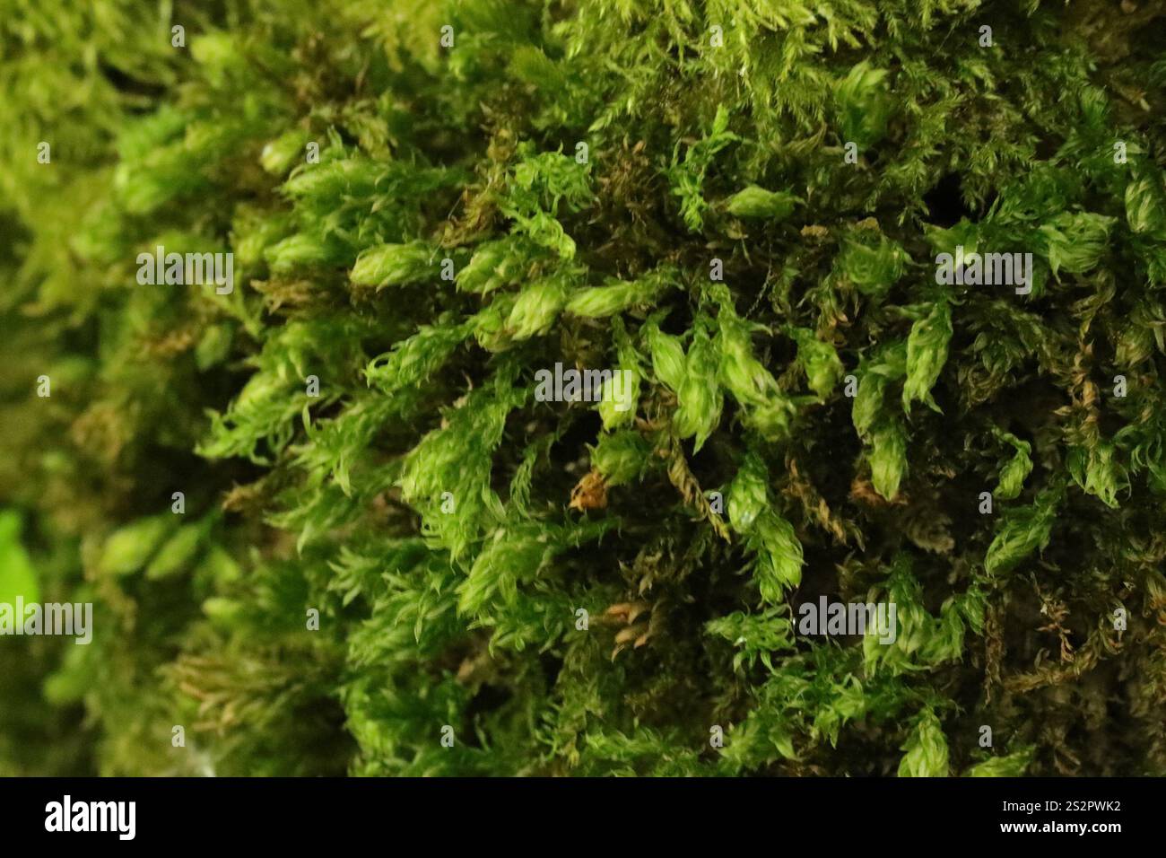 Horn Calcareous Moss (Mnium hornum Stock Photo - Alamy