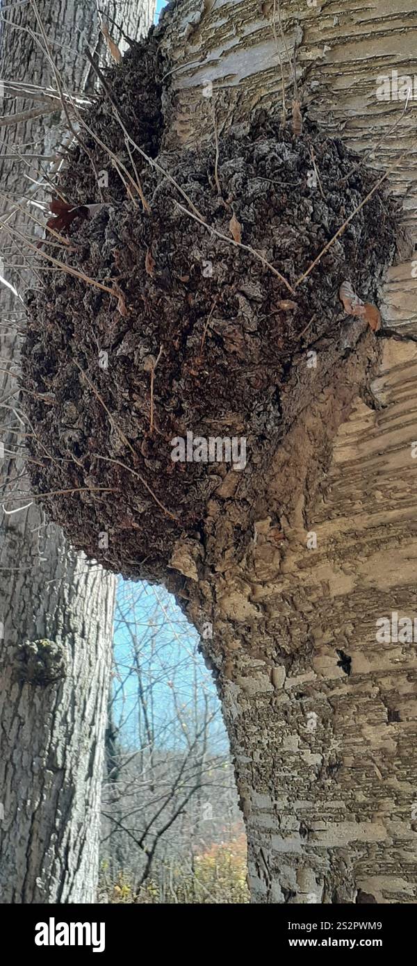 bacterial crown gall (Agrobacterium radiobacter Stock Photo - Alamy