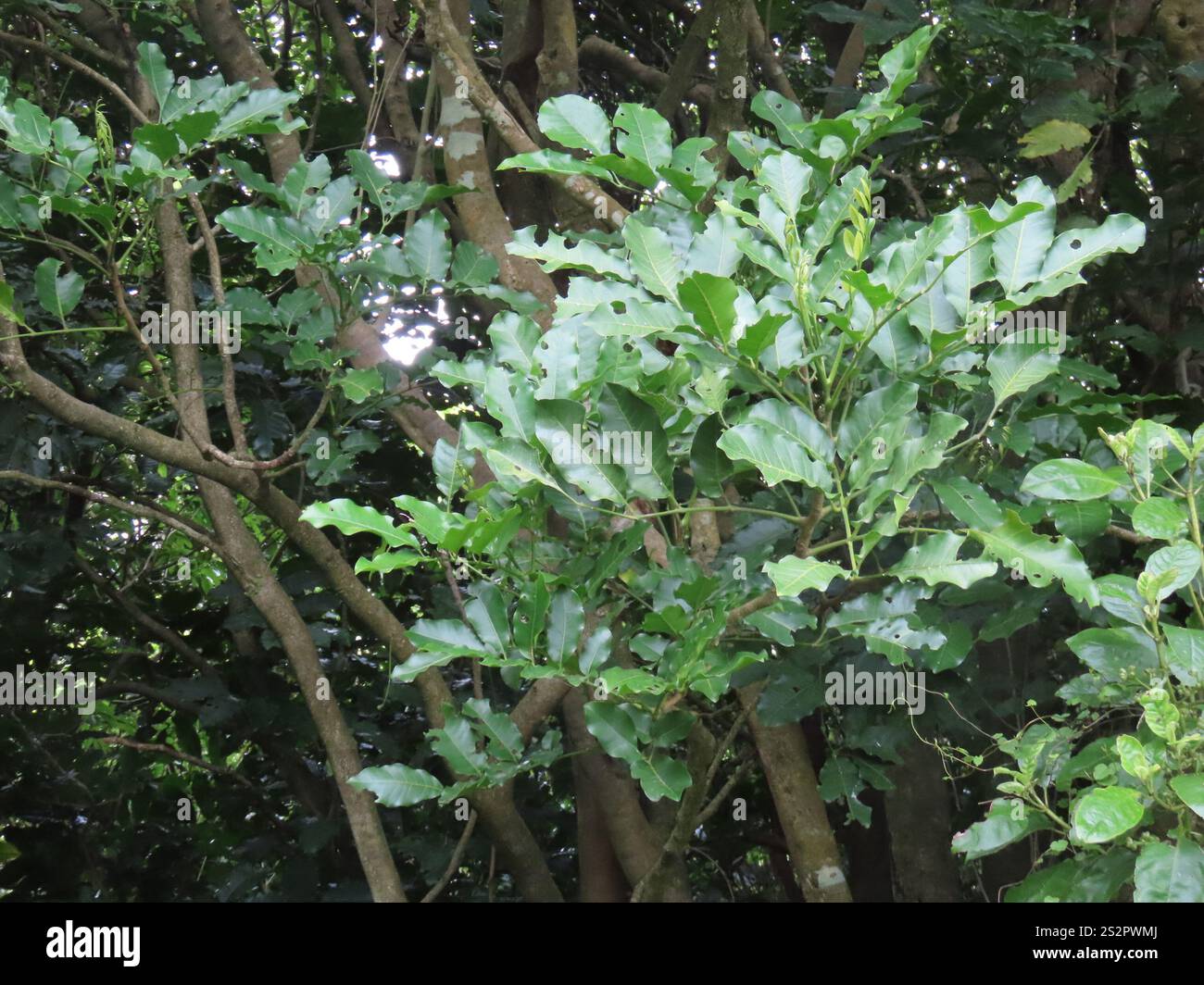 Kohekohe (Didymocheton spectabilis Stock Photo - Alamy