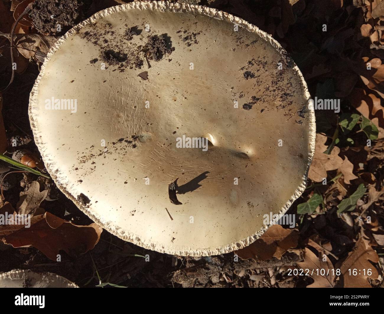 Bearded Amanita (Amanita ovoidea Stock Photo - Alamy