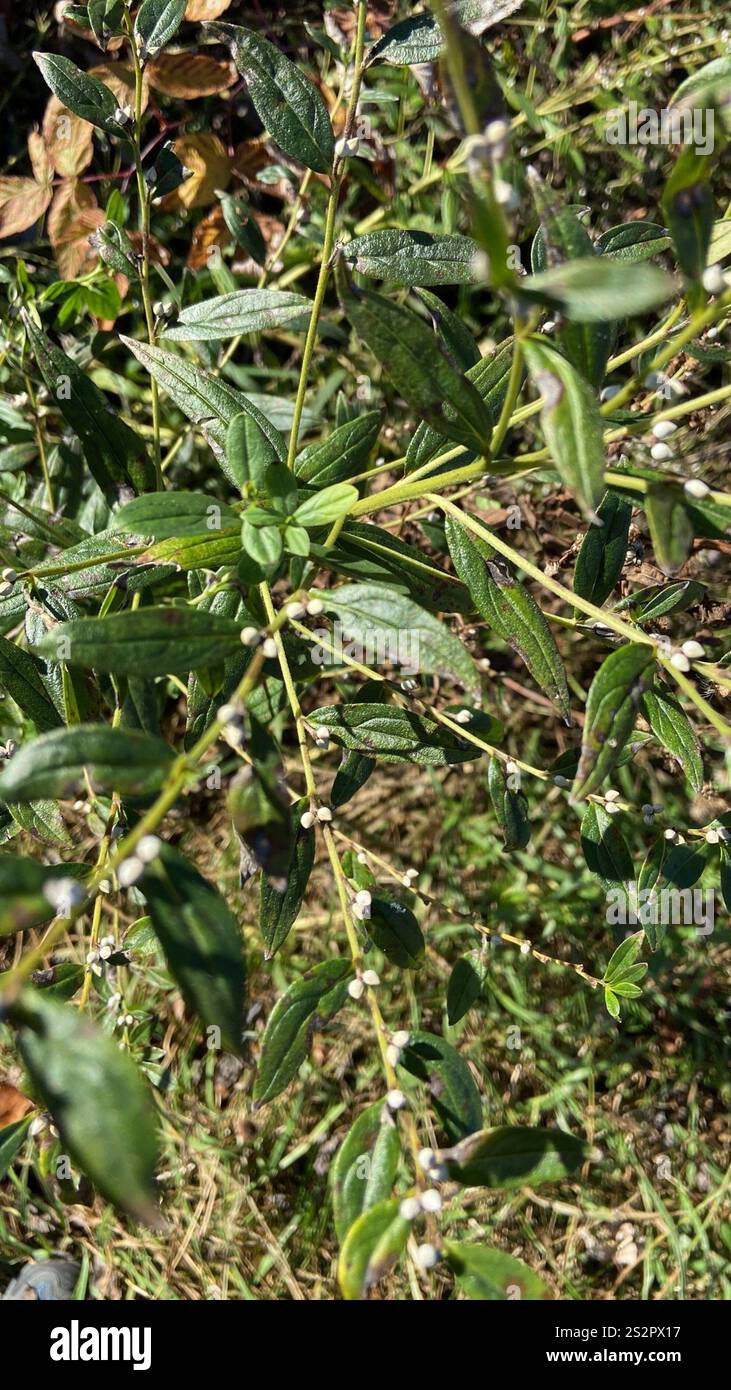 Common Gromwell (Lithospermum officinale Stock Photo - Alamy