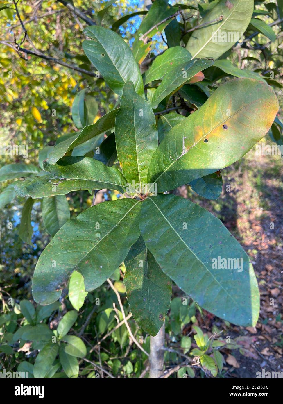 shingle oak (Quercus imbricaria Stock Photo - Alamy