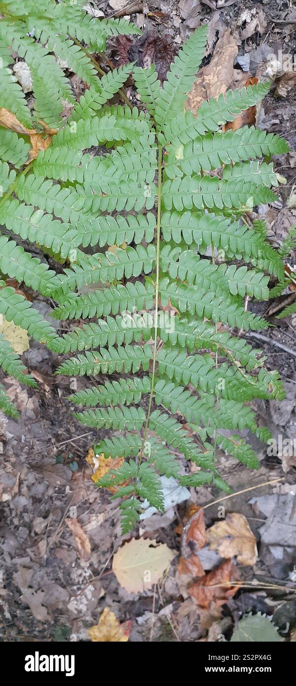 cinnamon fern (Osmundastrum cinnamomeum Stock Photo - Alamy
