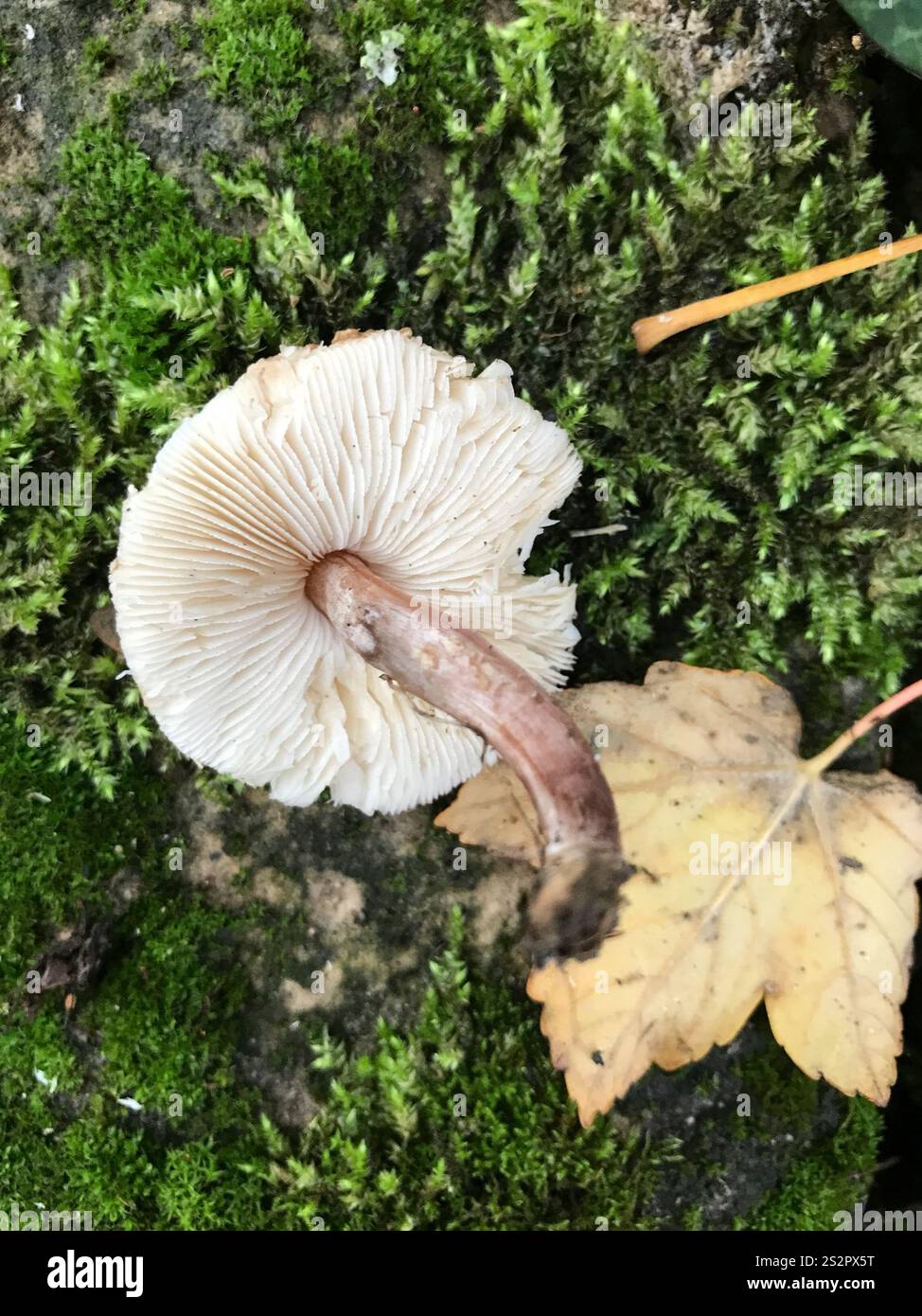 Stinking Dapperling (Lepiota cristata Stock Photo - Alamy