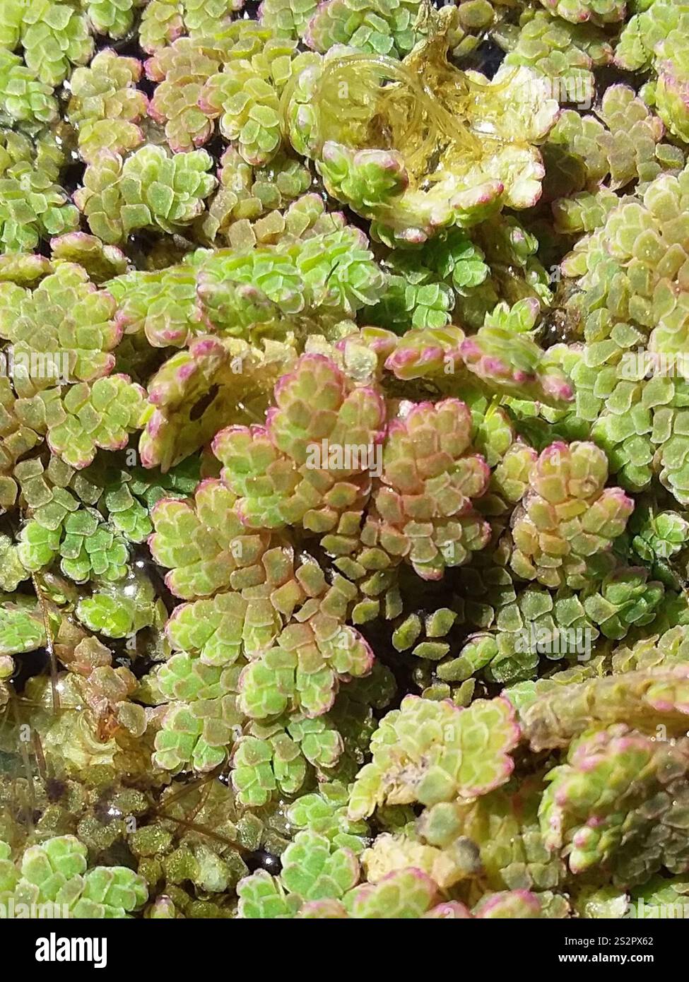 Red Azolla (Azolla rubra Stock Photo - Alamy