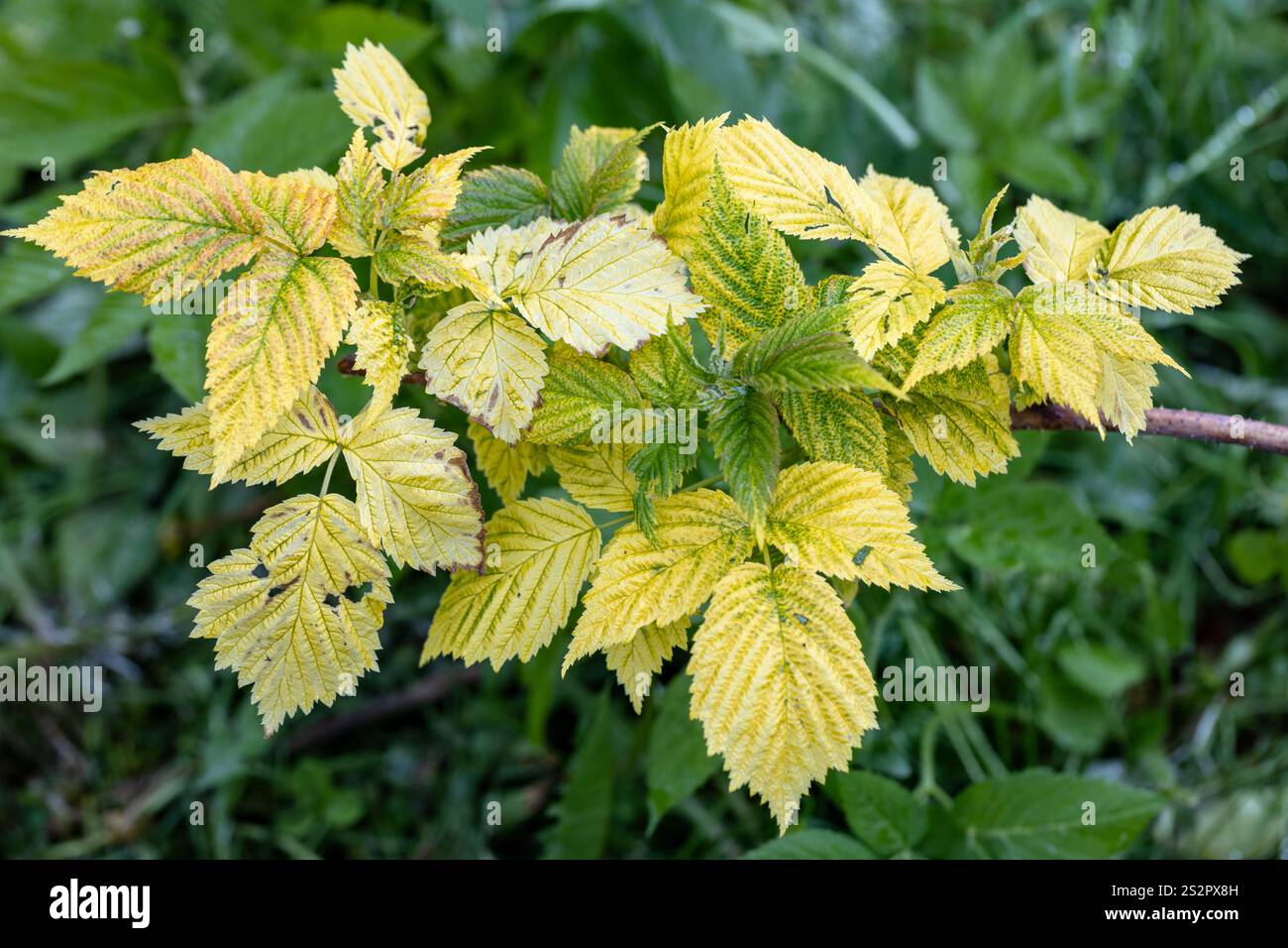Raspberry plant with yellow leaves, green veins. Nutrient deficiency ...