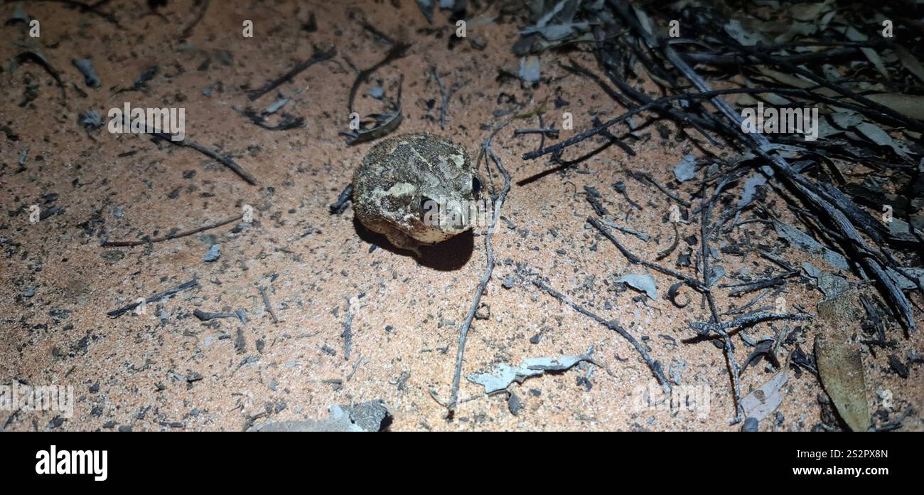 Desert Trilling Frog (Neobatrachus sudelli Stock Photo - Alamy