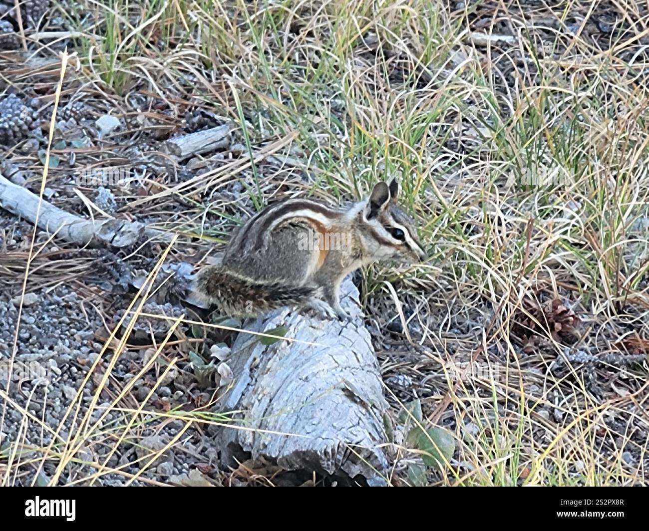Western Chipmunks (Neotamias Stock Photo - Alamy