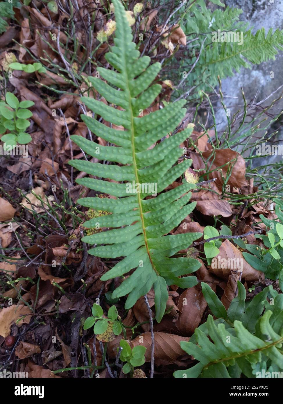common polypody (Polypodium vulgare Stock Photo - Alamy