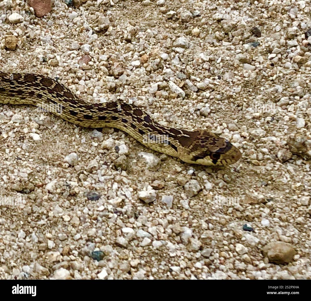 Pacific Gopher Snake (Pituophis catenifer catenifer Stock Photo - Alamy