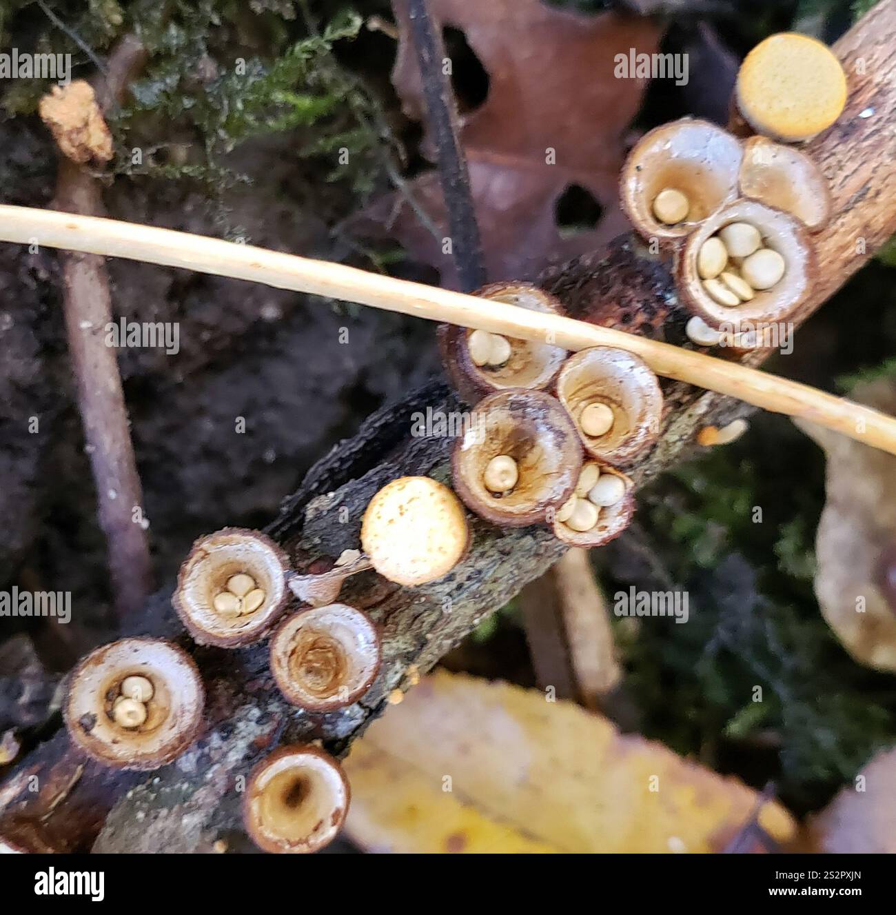 common bird's nest fungus (Crucibulum laeve Stock Photo - Alamy