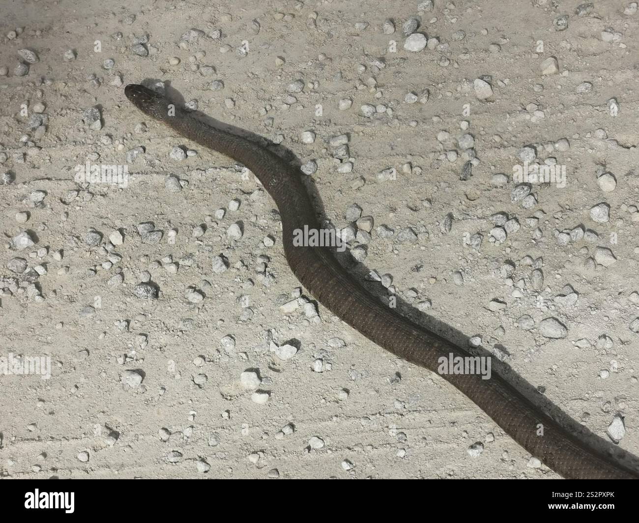 Common Watersnake (Nerodia sipedon Stock Photo - Alamy