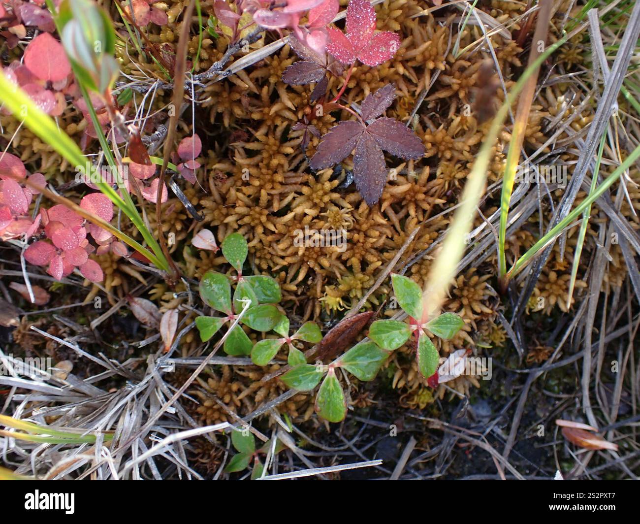 Papillose Peatmoss (Sphagnum papillosum Stock Photo - Alamy