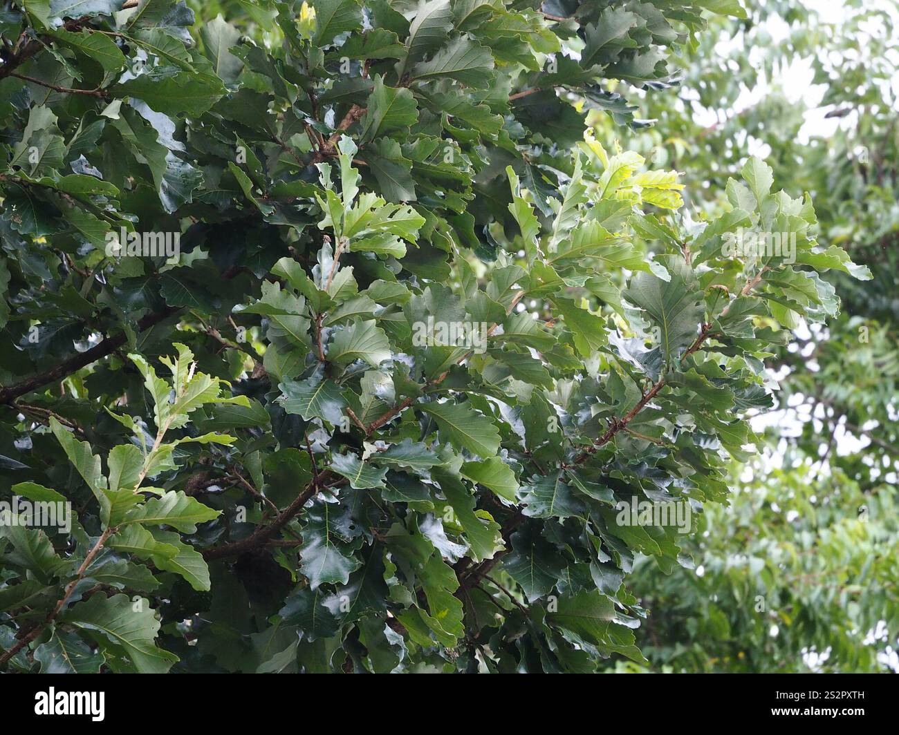 Oriental white oak (Quercus aliena Stock Photo - Alamy