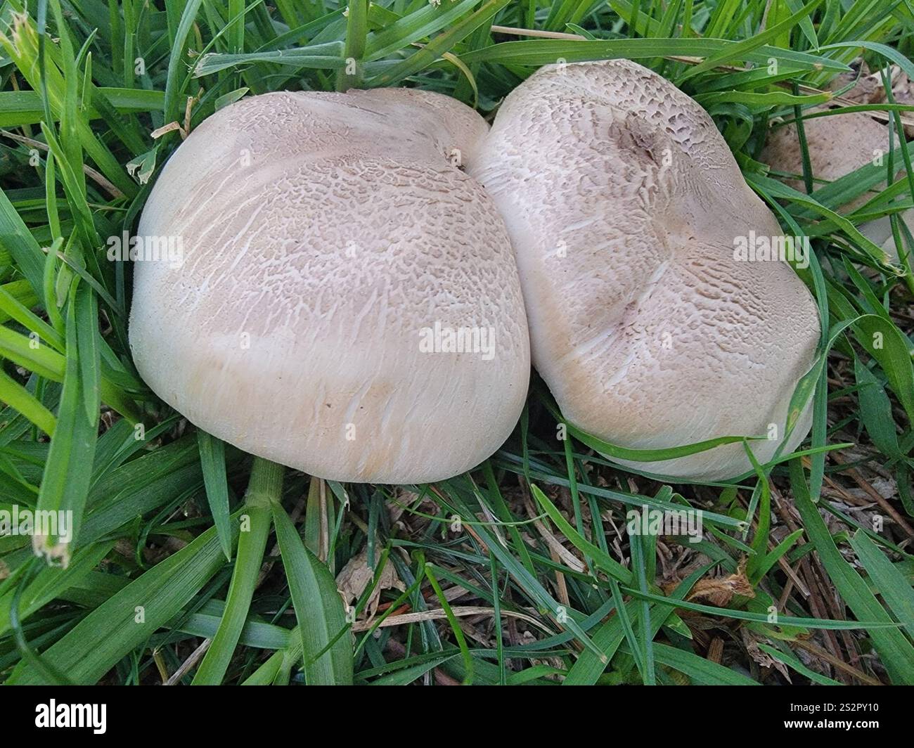Yellow Stainer (Agaricus xanthodermus Stock Photo - Alamy