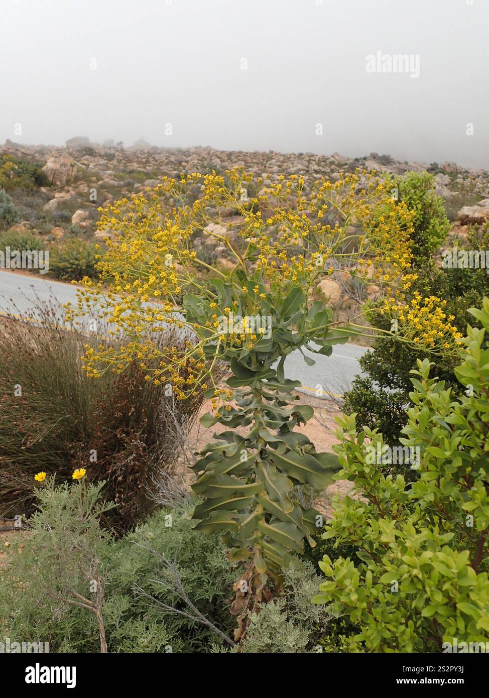 Poorflower Babooncabbage (Othonna parviflora Stock Photo - Alamy