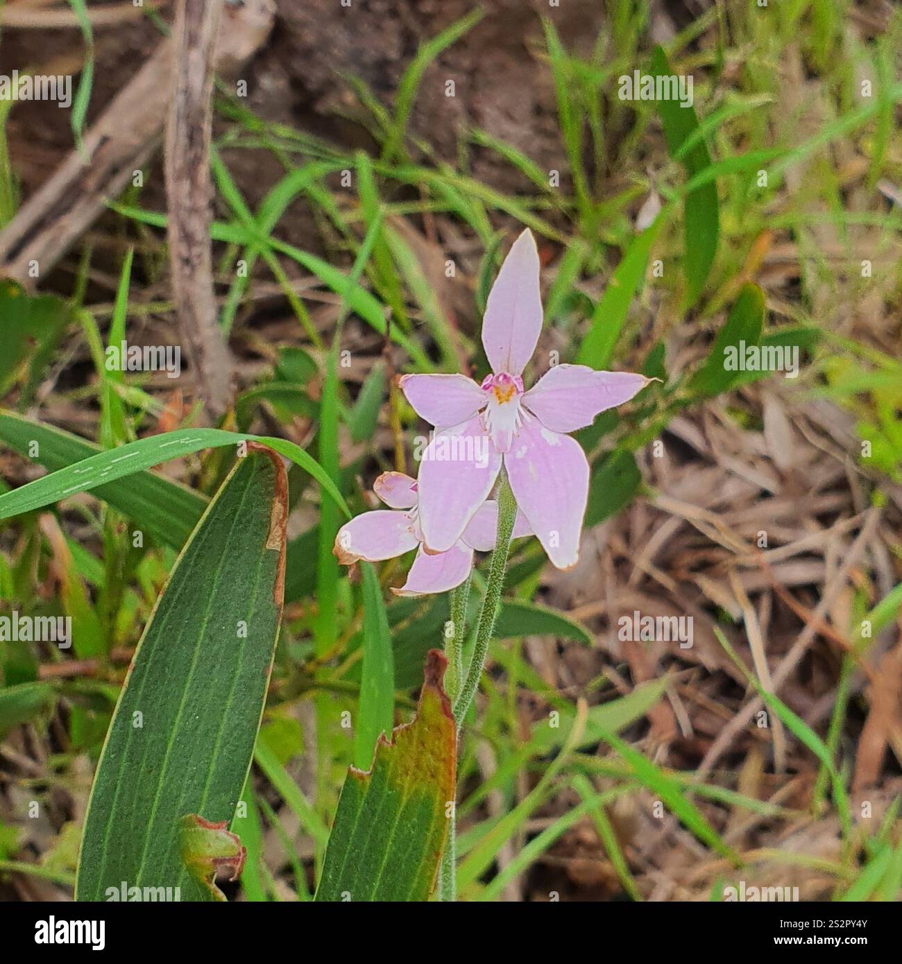 Pink Fairies (Caladenia latifolia Stock Photo - Alamy