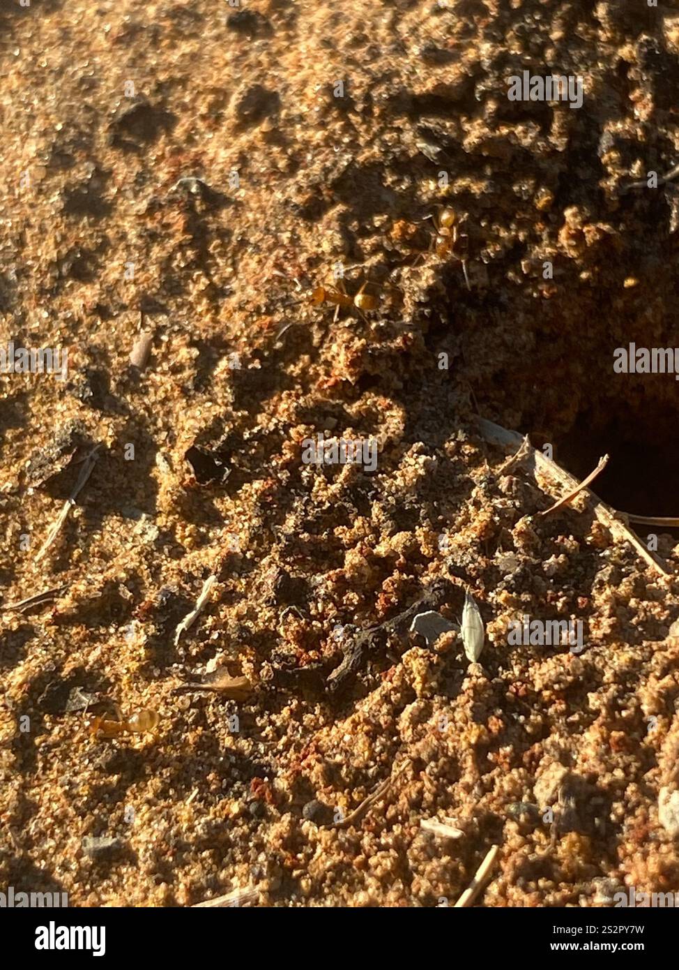 Yellow Pyramid Ant (Dorymyrmex flavus Stock Photo - Alamy