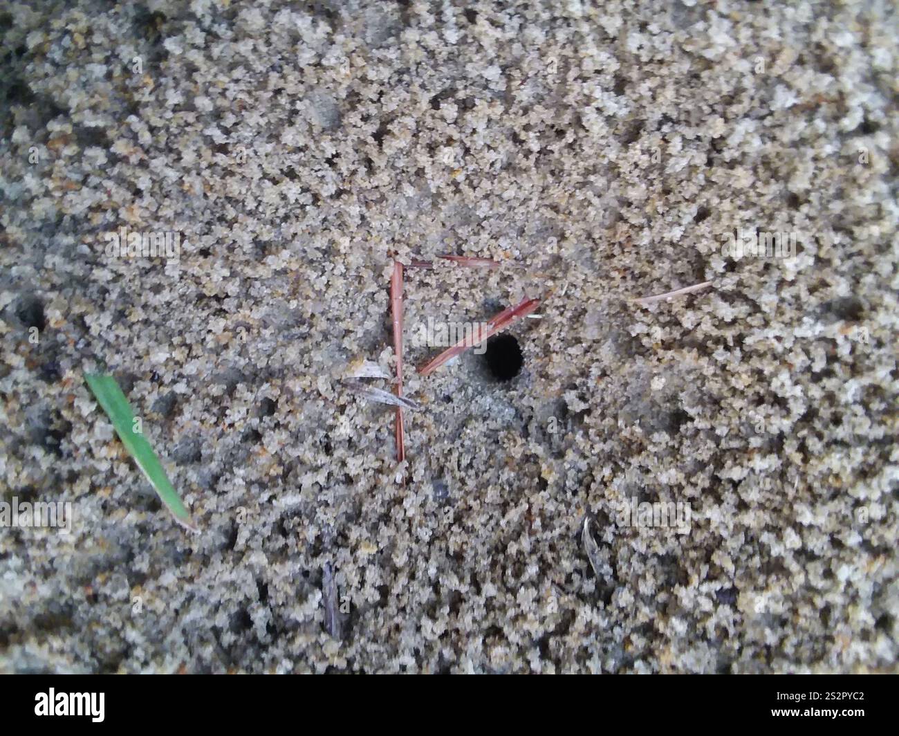 Buren's Pyramid Ant (Dorymyrmex bureni Stock Photo - Alamy