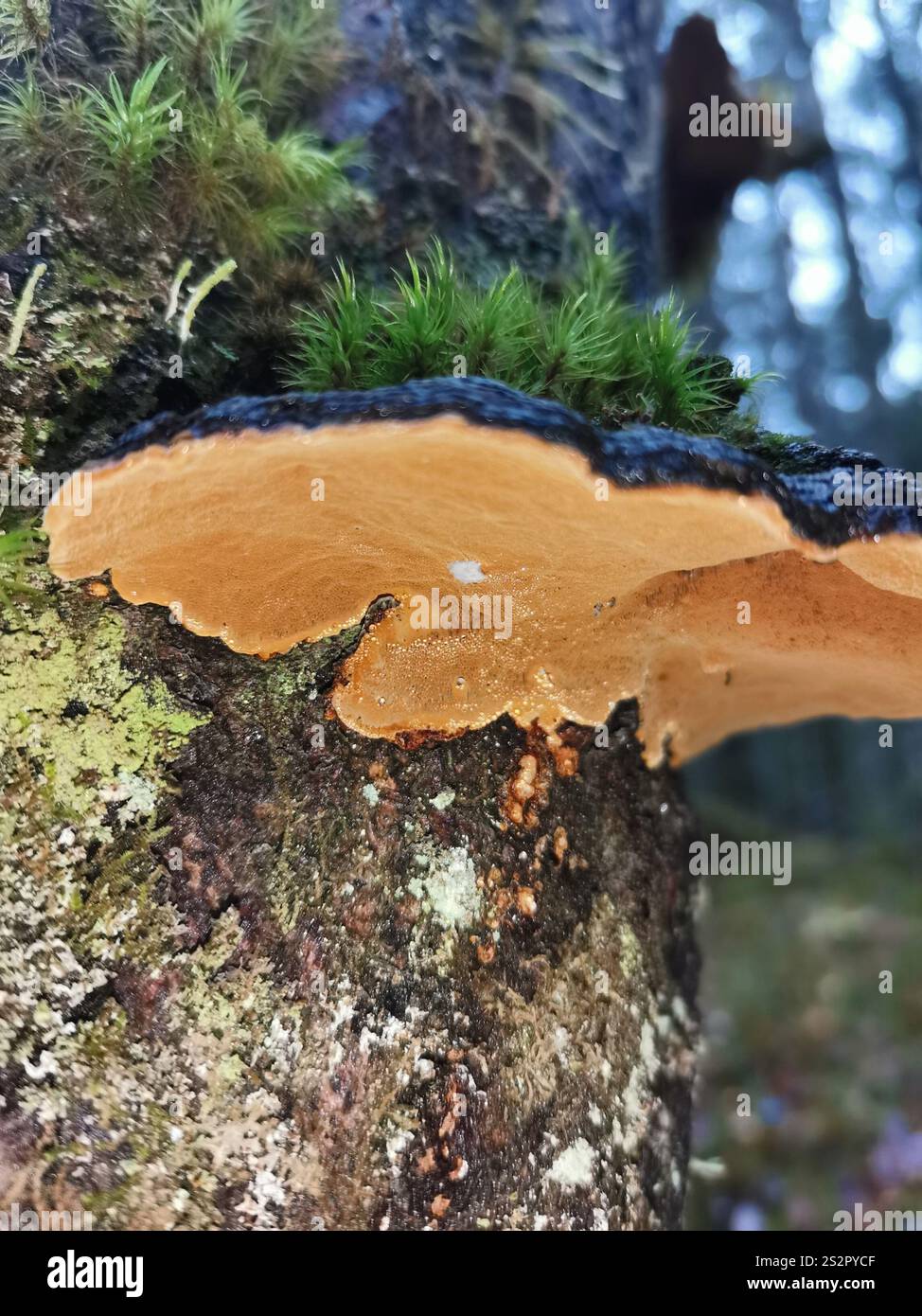 Red-banded Polypore (Fomitopsis pinicola Stock Photo - Alamy