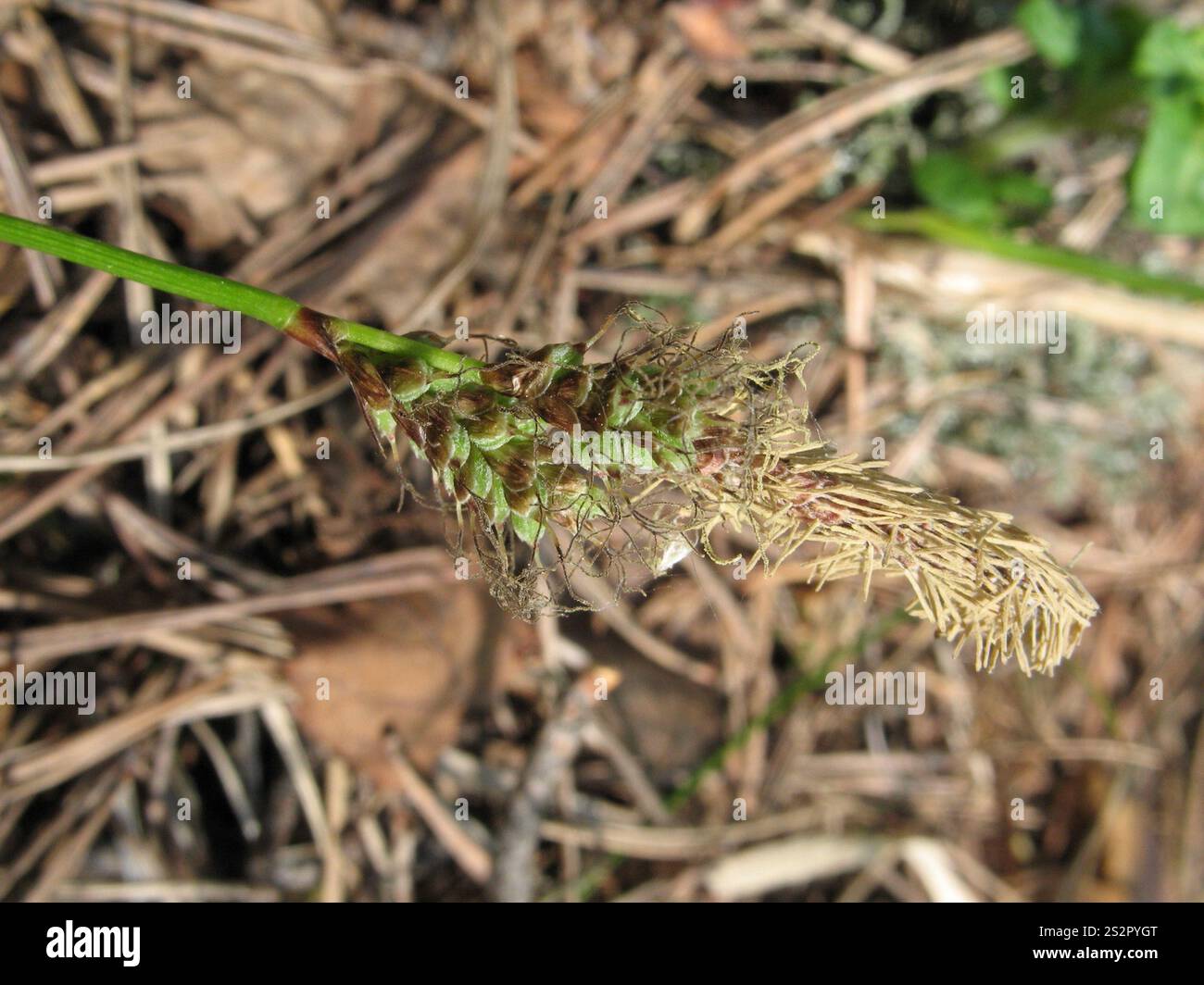 Rare Spring-sedge (Carex ericetorum Stock Photo - Alamy