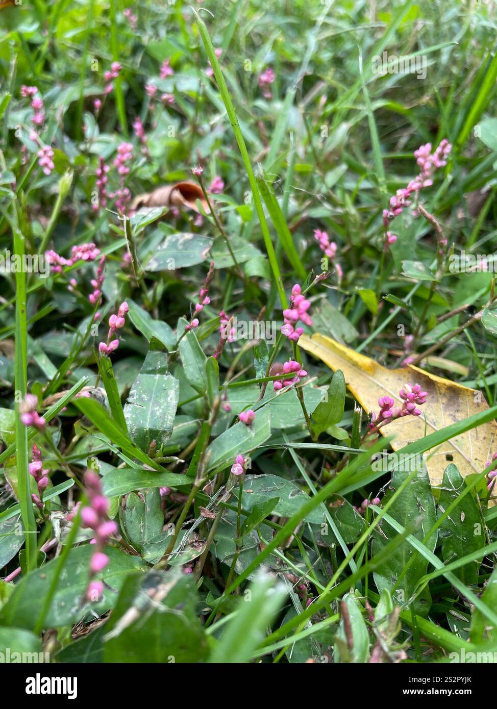 low smartweed (Persicaria longiseta Stock Photo - Alamy