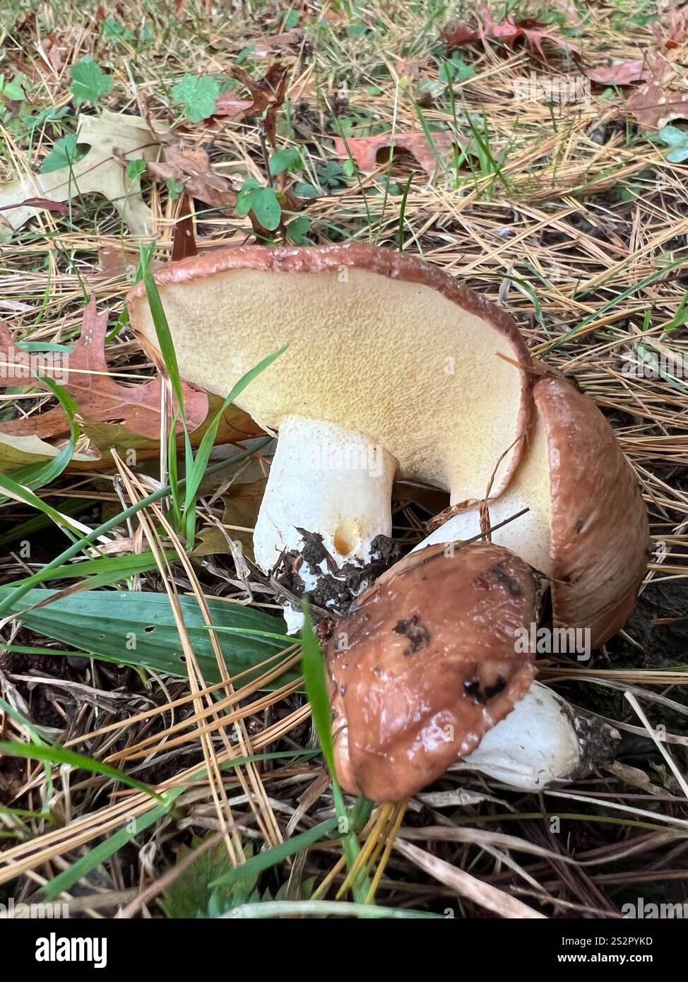 Butterball (Suillus weaverae Stock Photo - Alamy