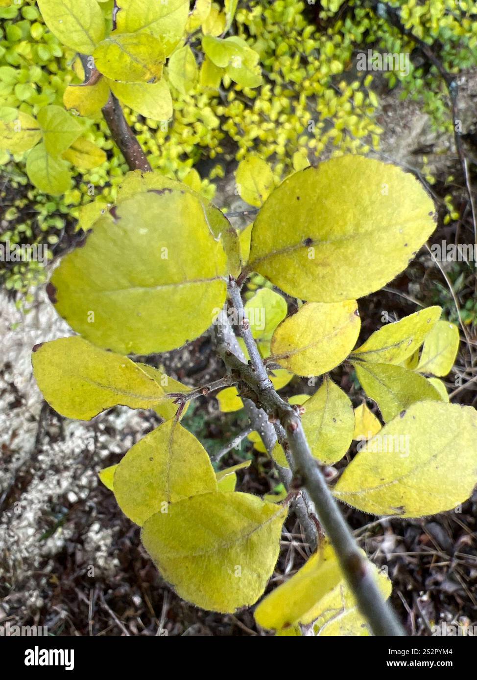 Stretchberry (Forestiera pubescens Stock Photo - Alamy