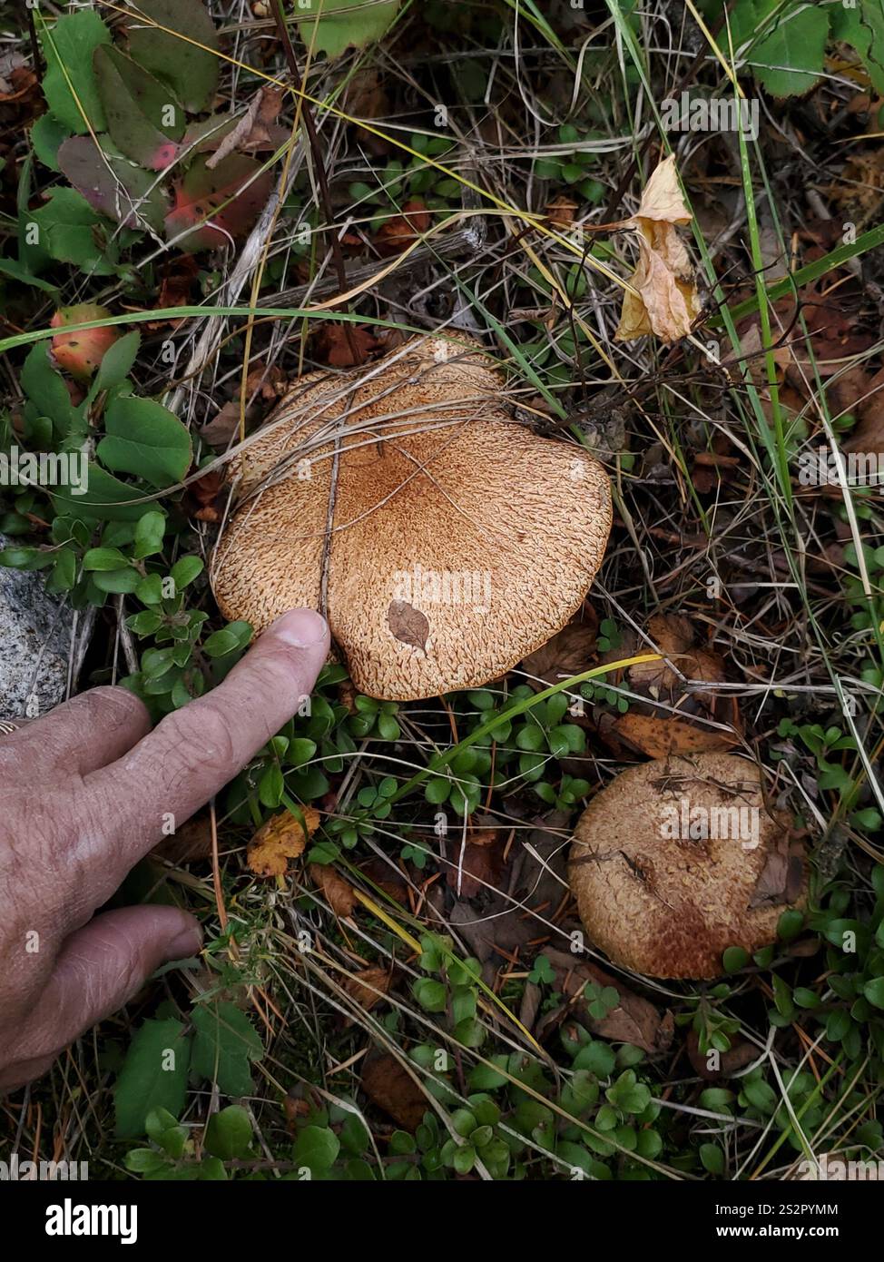 Western Painted Suillus (Suillus lakei Stock Photo - Alamy