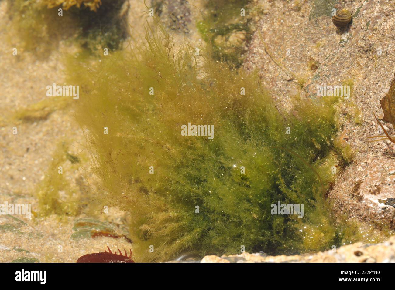 green algae (Chlorophyta Stock Photo - Alamy