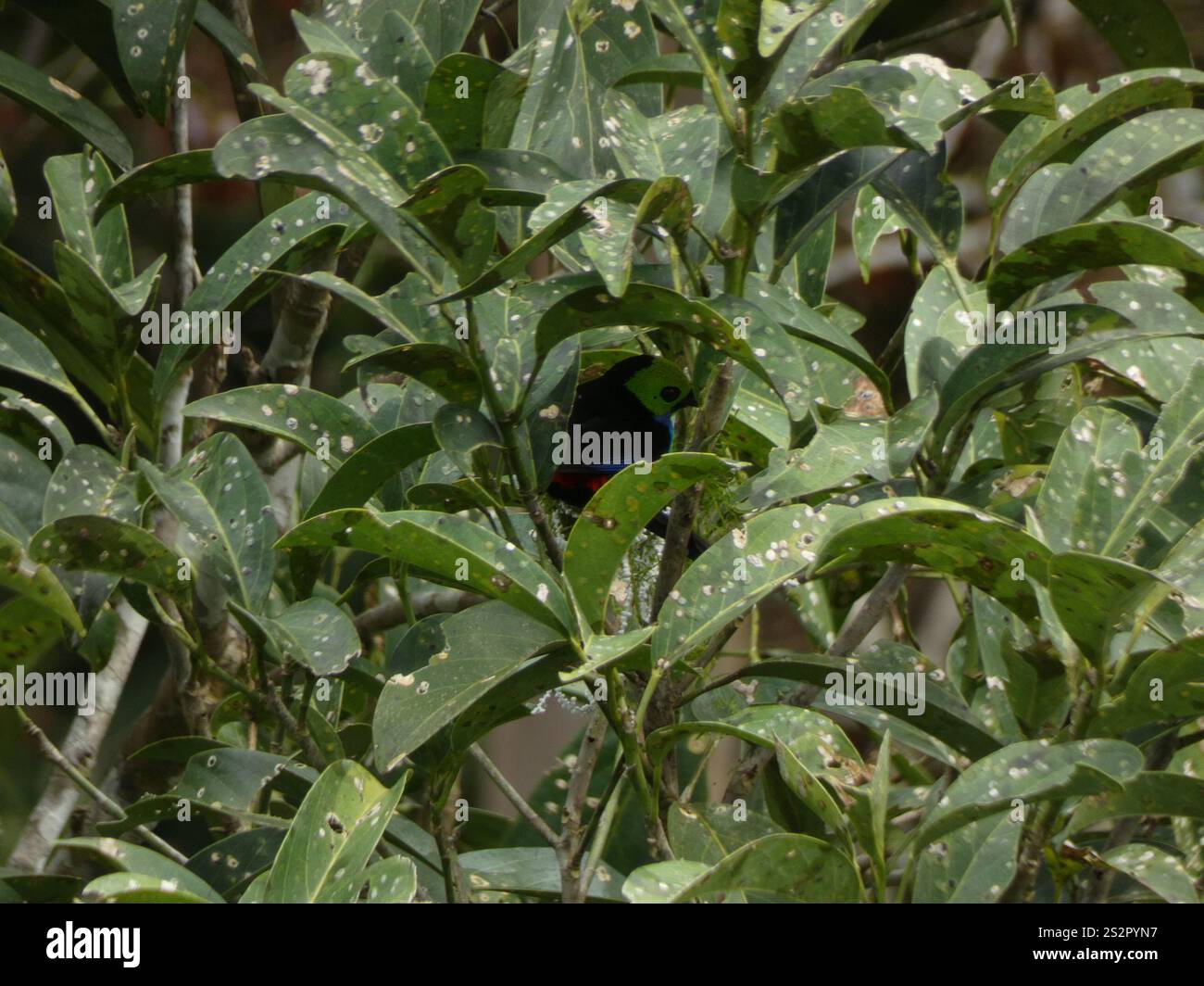 Paradise Tanager (Tangara chilensis Stock Photo - Alamy