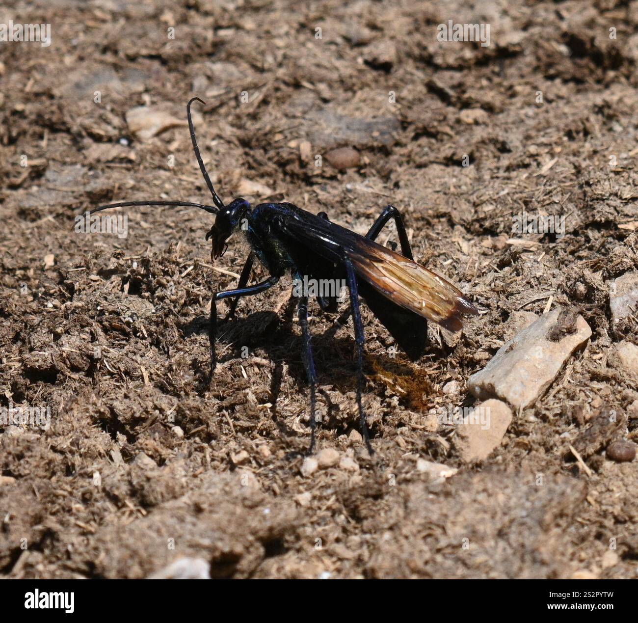 New World Tarantula-hawk Wasps (Pepsis Stock Photo - Alamy