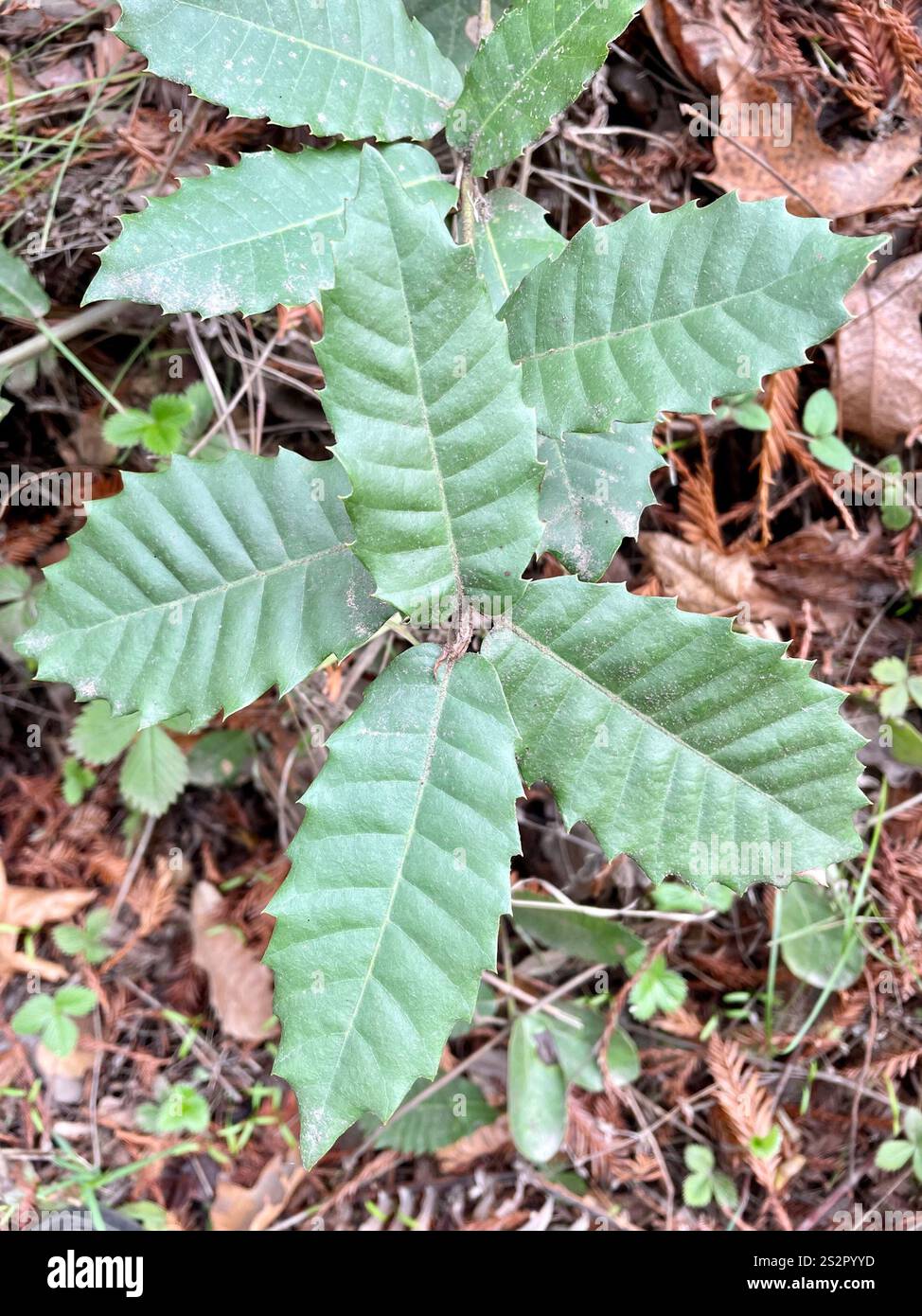 Tanoak (Notholithocarpus densiflorus Stock Photo - Alamy