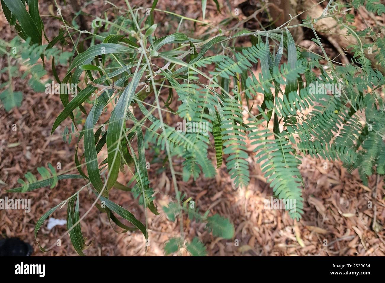 blackwood (Acacia melanoxylon Stock Photo - Alamy