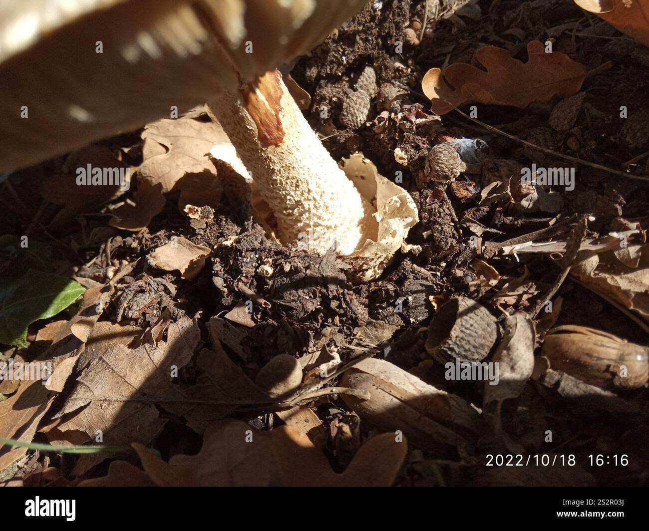 Bearded Amanita (Amanita ovoidea Stock Photo - Alamy