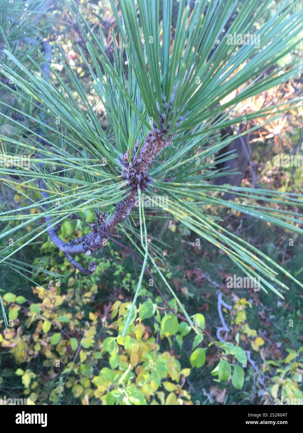 red pine (Pinus resinosa Stock Photo - Alamy