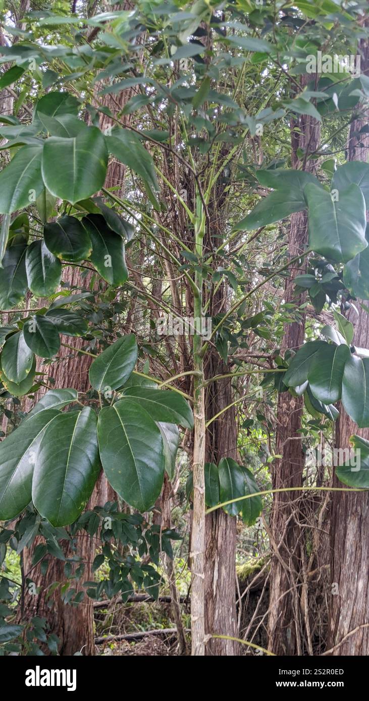Australian Umbrella Tree (Heptapleurum actinophyllum Stock Photo - Alamy