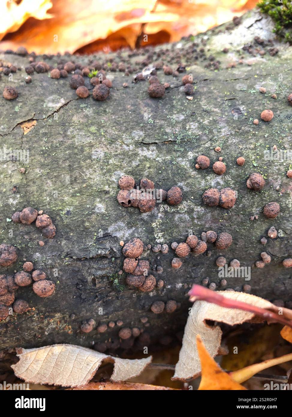Beech Woodwart (Hypoxylon fragiforme Stock Photo - Alamy