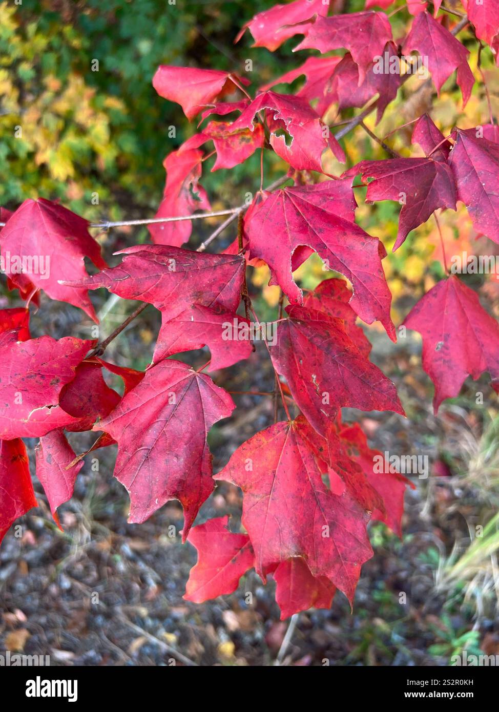 chalk maple (Acer leucoderme Stock Photo - Alamy
