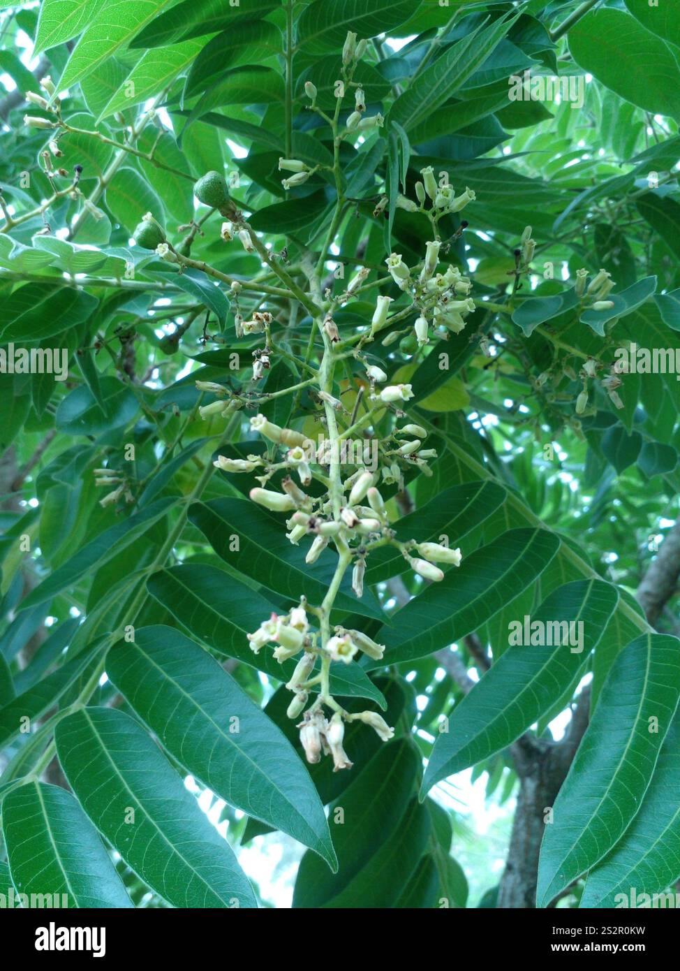 Brazilian Cedarwood (Cedrela fissilis Stock Photo - Alamy