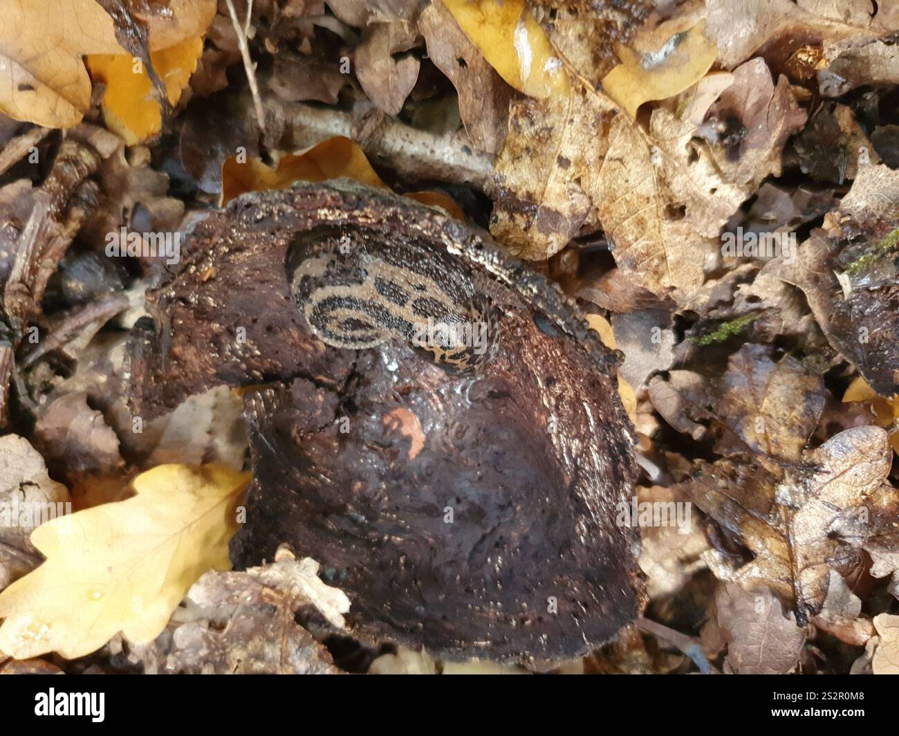 Leopard Slug (Limax maximus Stock Photo - Alamy