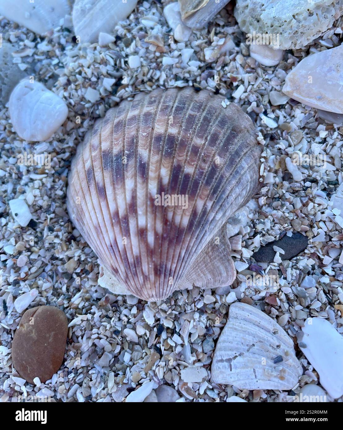 Pacific Calico Scallop (Argopecten ventricosus Stock Photo - Alamy